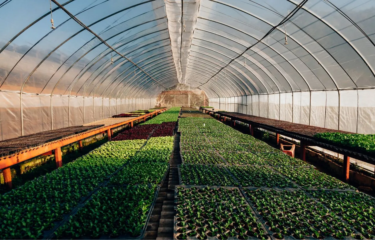How to Build a Low-Cost Greenhouse - Gardening's Core