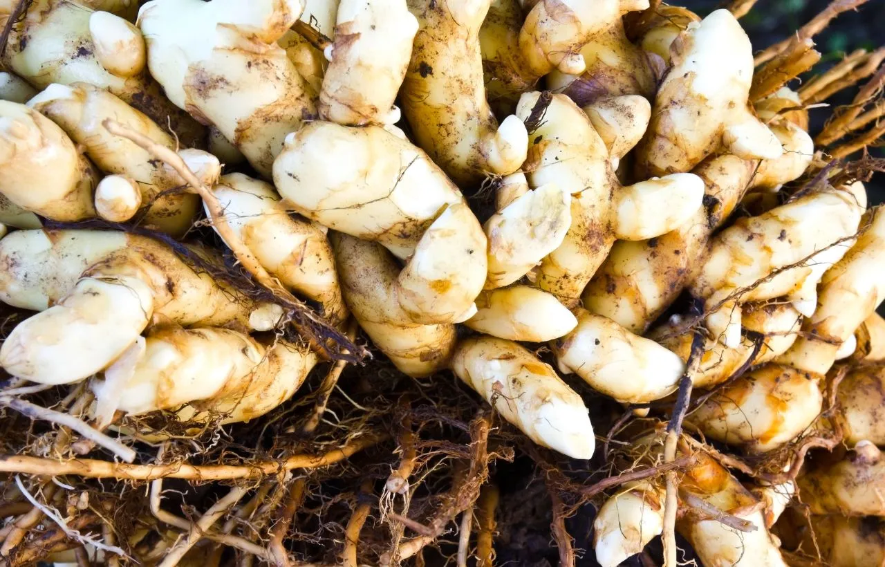 White Turmeric Information: Essential Facts & Tips - Gardening's Core