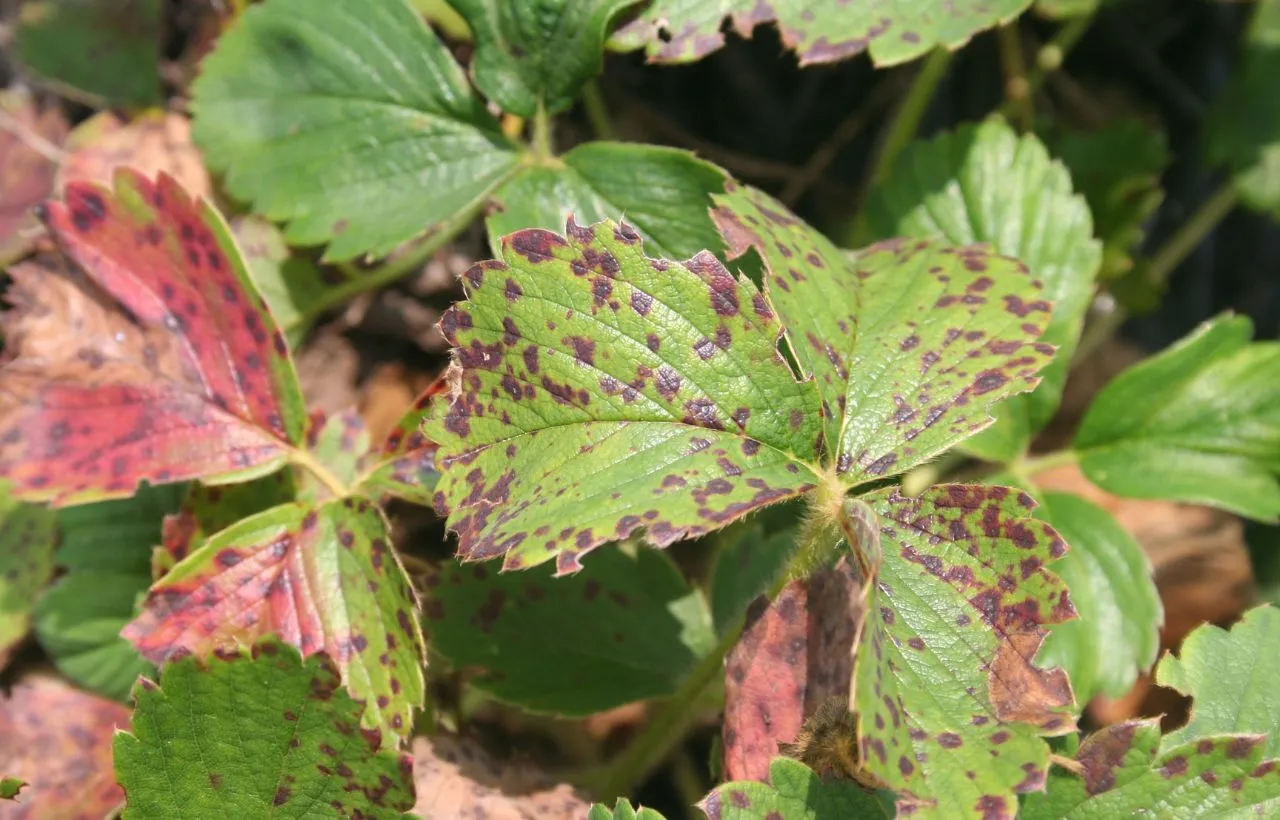 Strawberry Disease Control: Effective Prevention Tips - Gardening's Core