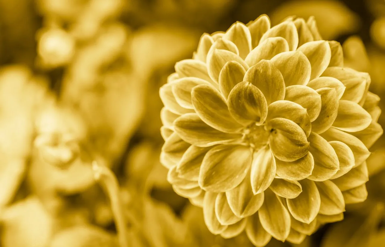 Golden Flowers: Beauty and Symbolism Explored - Gardening's Core