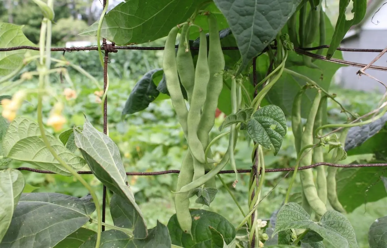 Grow Kentucky Wonder Pole Beans: Best Cultivation Tips - Gardening's Core