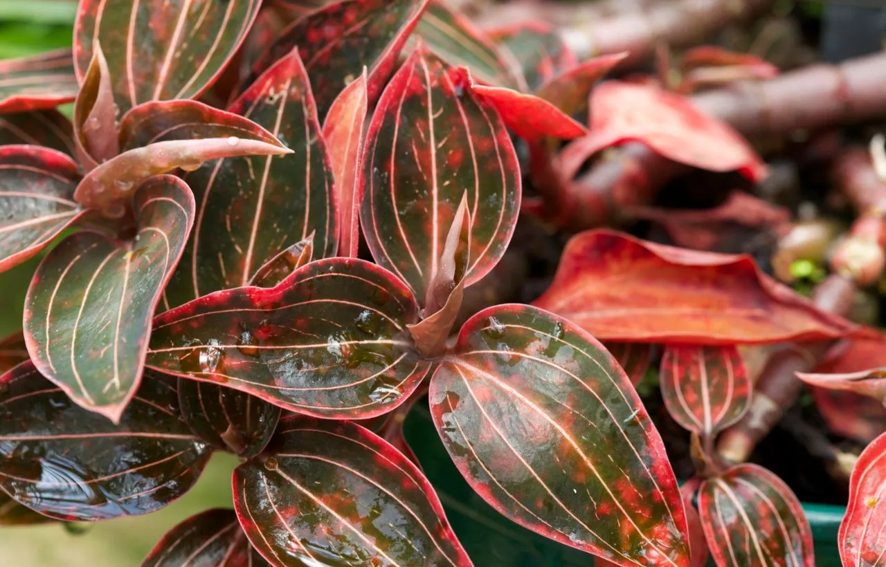 Grow and Care Jewel Orchids: Expert Tips for Success - Gardening's Core