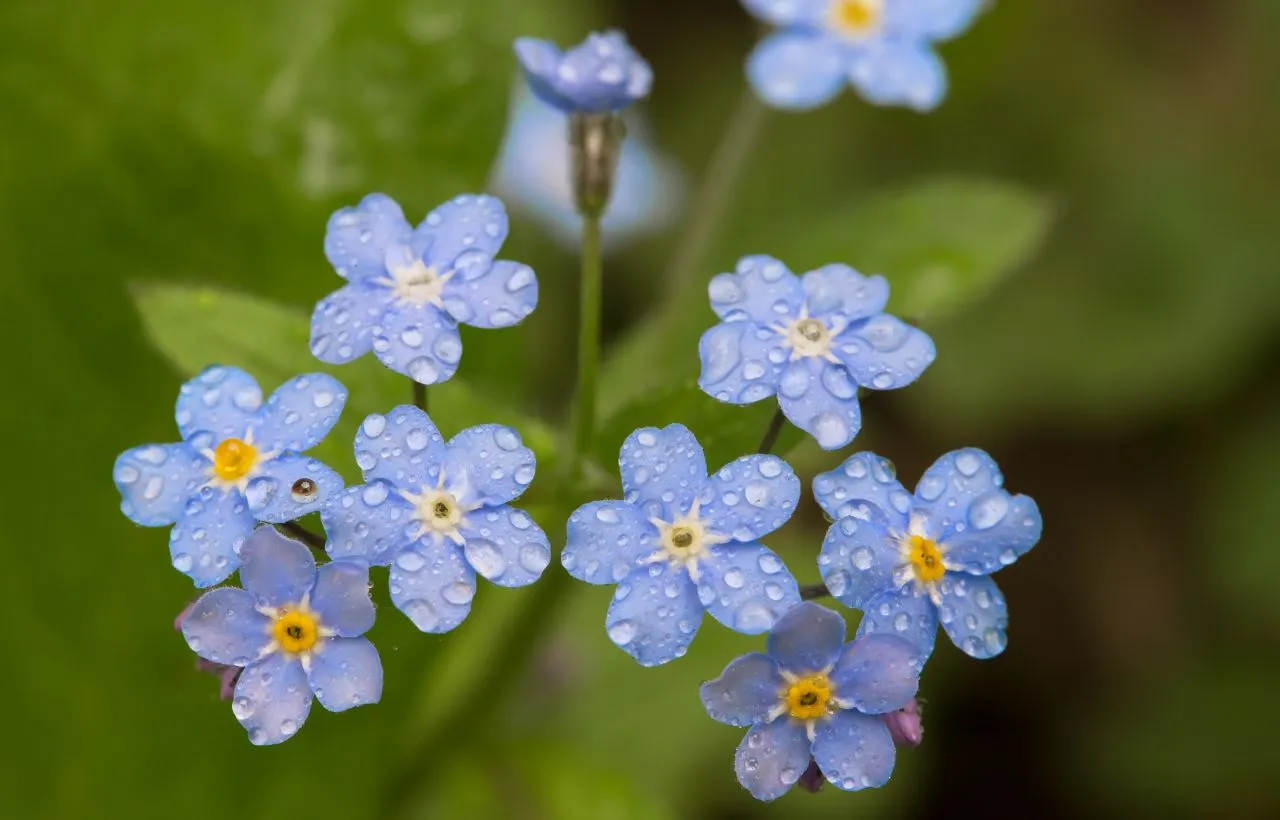 Scorpion Grasses Plant and Care: Essential Tips & Facts - Gardening's Core