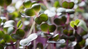 Growing Cabbage Indoors: A Comprehensive Beginner's Guide