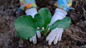 Growing Cabbage Indoors: A Comprehensive Beginner's Guide
