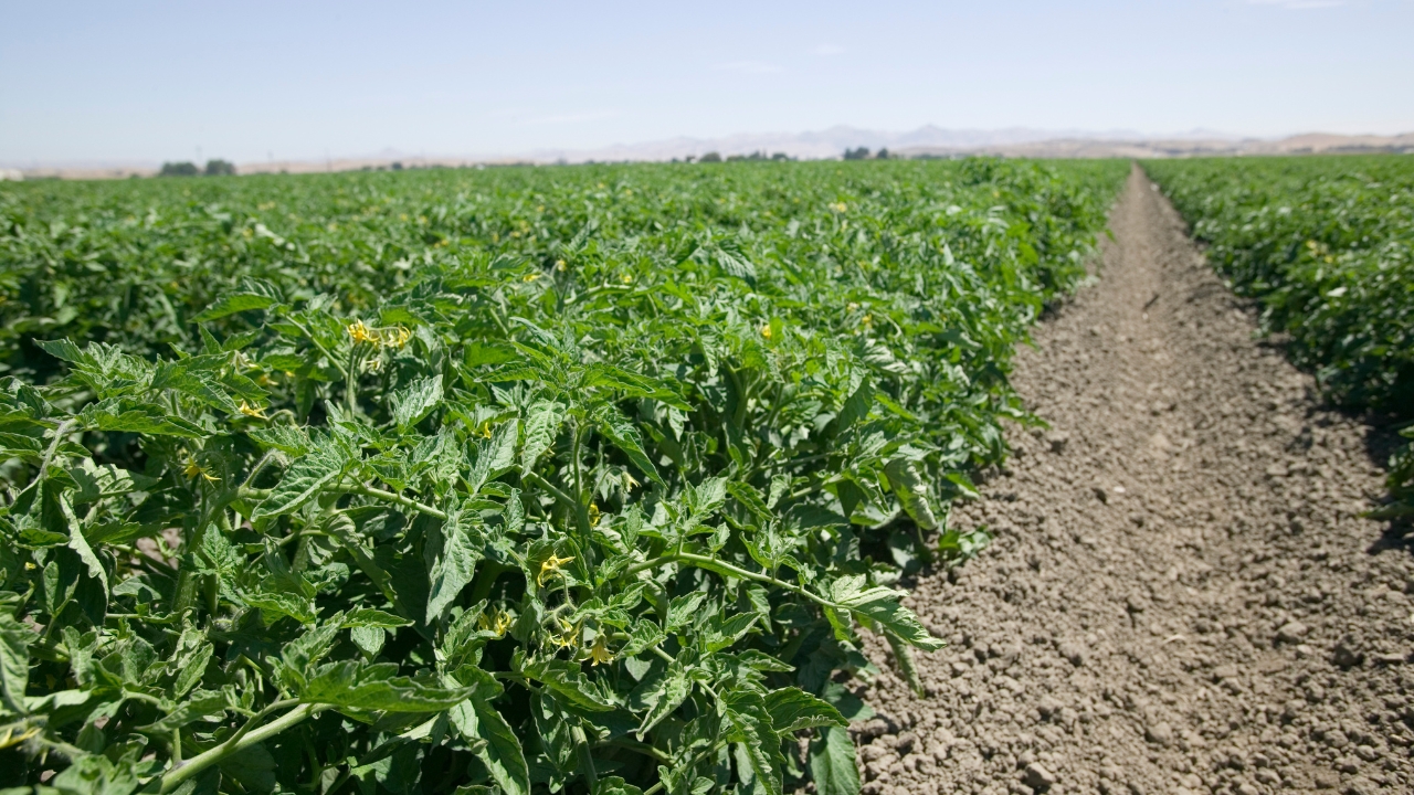 Bell Pepper Plants Care: Expert Tips for Thriving Peppers - Gardening's ...
