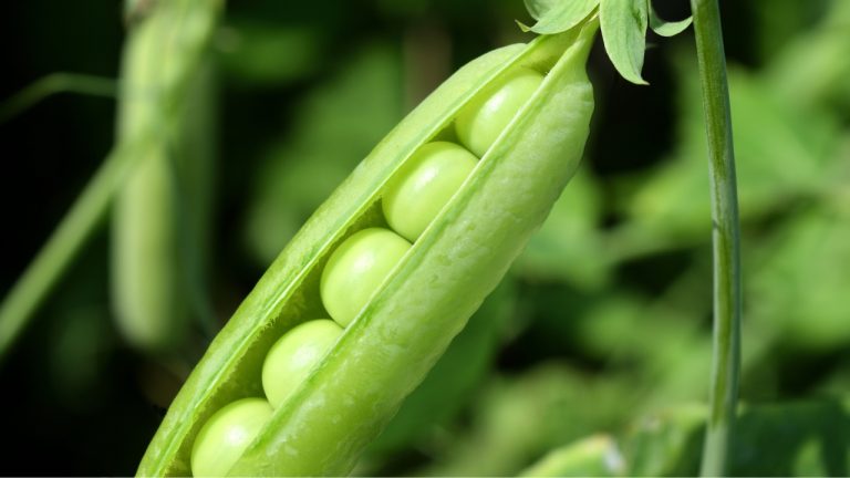 Pea Cultivation: Tips and Techniques for Growing Peas - Gardening's Core