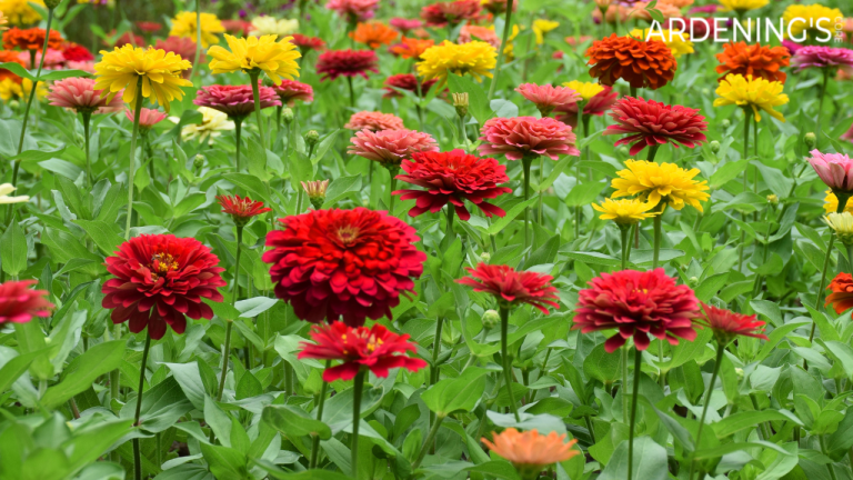 July Flowers: Blooming Beauty Guide - Gardening's Core