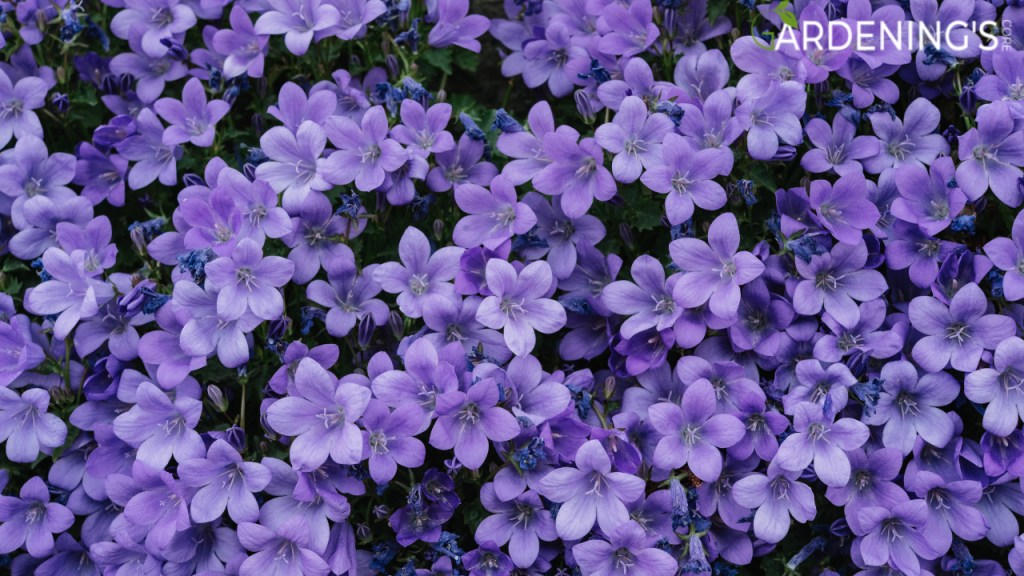 July Flowers: Blooming Beauty Guide - Gardening's Core