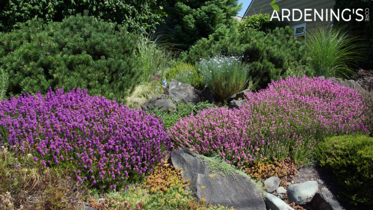 Heat Tolerant Plants: Your Ultimate Gardening Guide - Gardening's Core