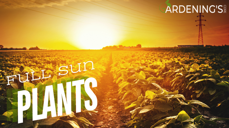 Full Sun Plants: Essential Gardening Guide - Gardening's Core