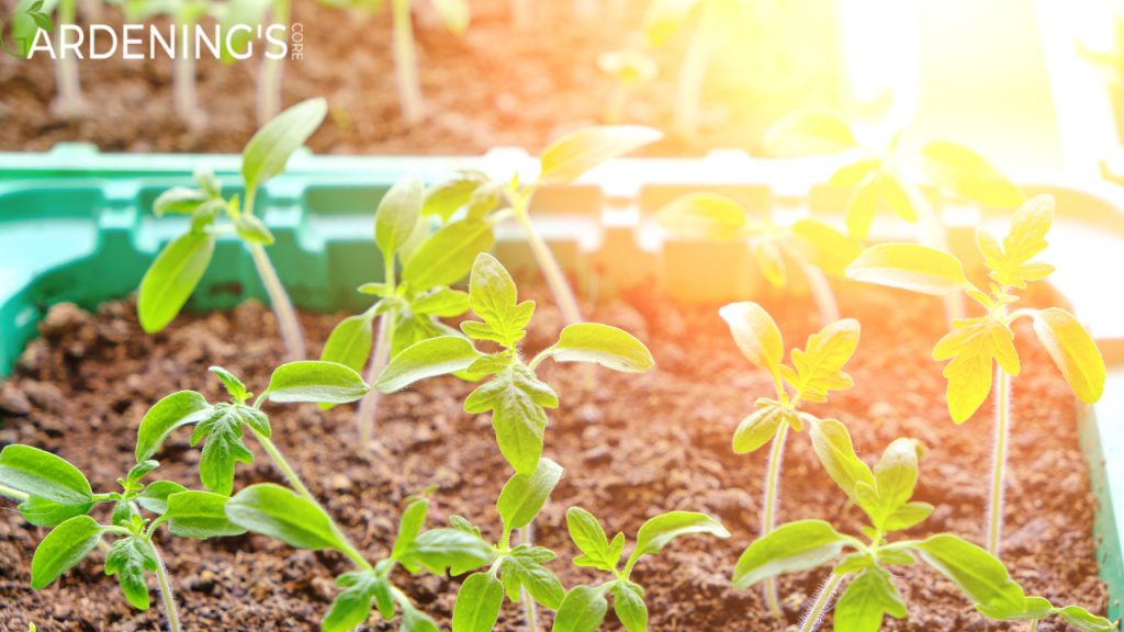 Summer Gardening: Tips for a Lush Garden - Gardening's Core